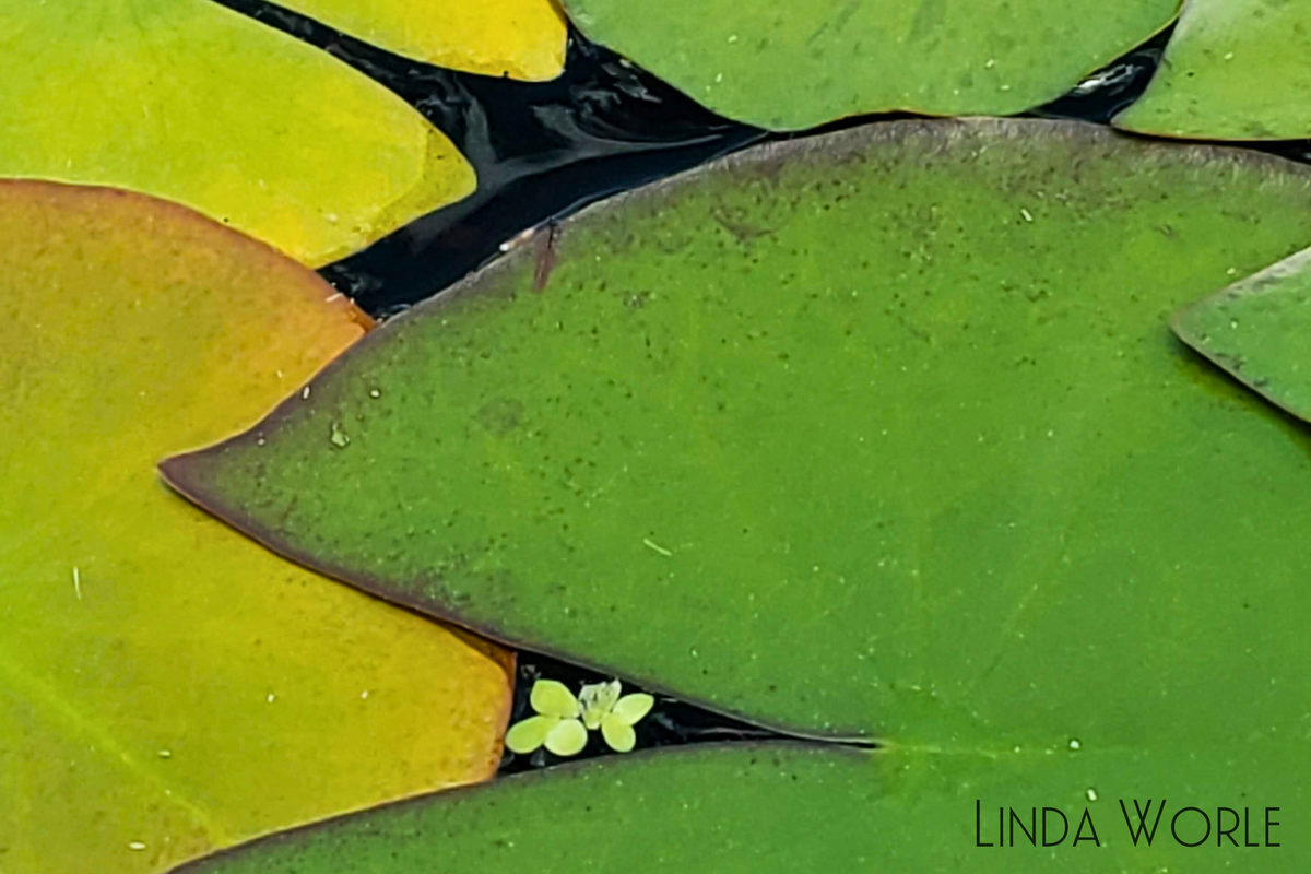 Lily Pads – Project Blooming