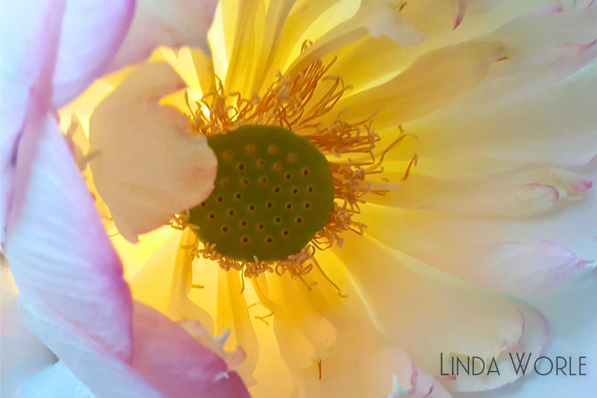 Peek Inside a Lotus Flower – Project Blooming